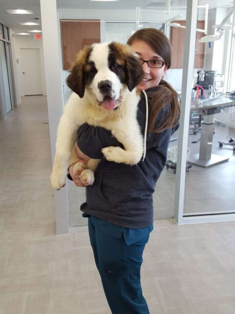 Veterinarian In Madison, WI 53719 | Sondel Family Veterinary Clinic