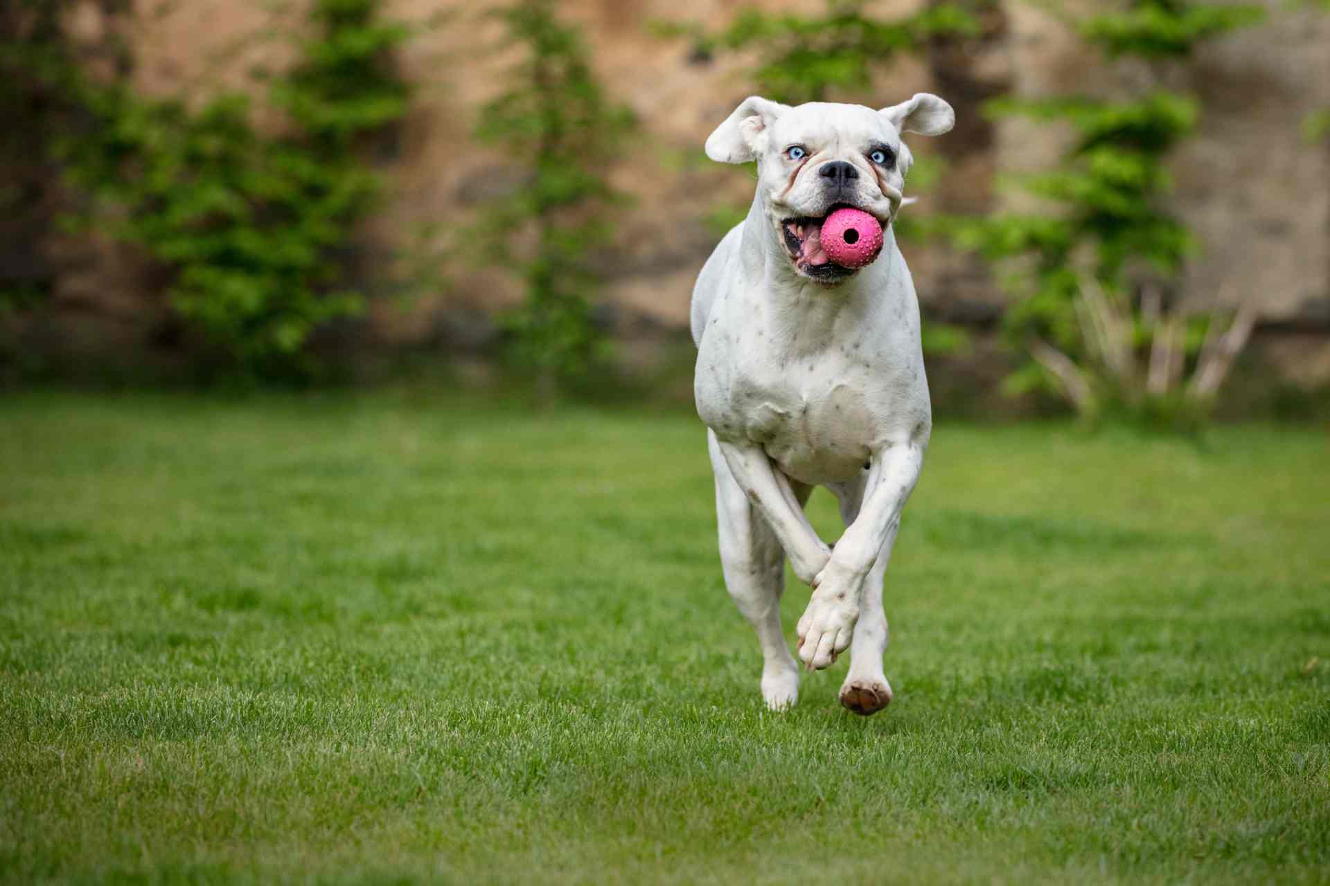 Litter Exam Questionnaire Form | Sondel Family Veterinary Clinic